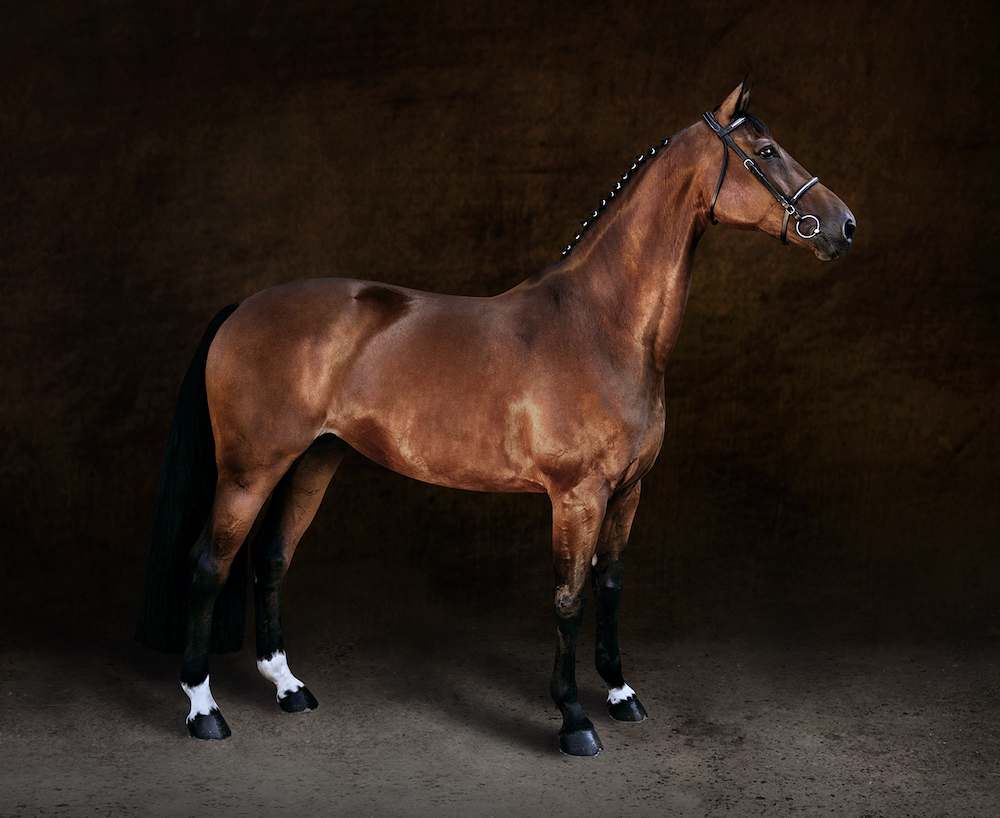 Cavalli Sportivi da Corsa, da Salto, da Dressage in Vendita